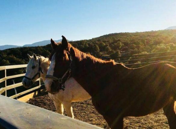 40 Casas Rurales con Granja de Animales para ir con Niños