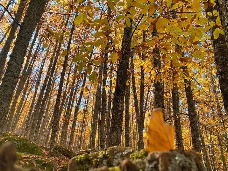 5 Bosques de Castaños para visitar en Otoño – Sensación Rural